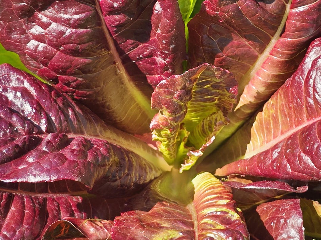 Super Red Romaine Lettuce Heirloom Vegetable Seeds - Etsy