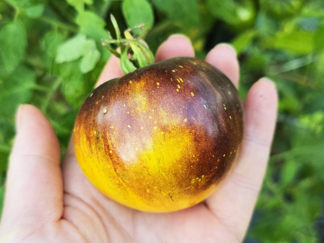 Heirloom Alice’s Dream Tomato Seeds – Unique Flavorful Bi-color Tomato ...