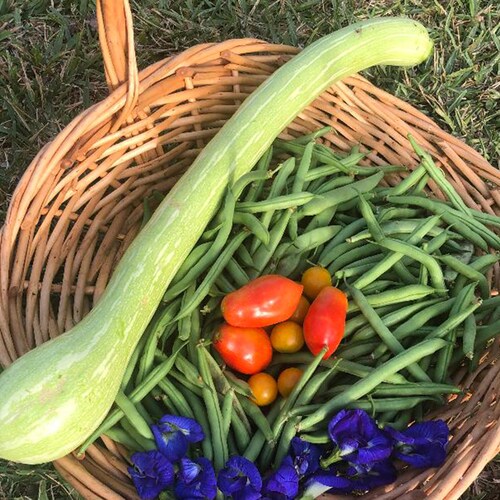 Tromboncino Rampicante Huge Italian Heirloom Zucchini Squash - Etsy