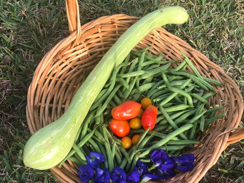 Tromboncino Rampicante Huge Italian Heirloom Zucchini Squash - Etsy