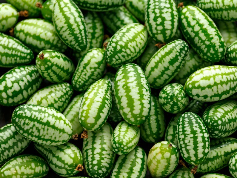 Cucamelon Aka Mouse Melon "cucumber" Heirloom Vegetable Seeds - Etsy