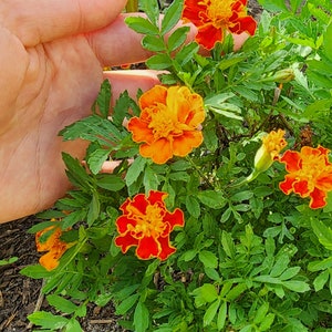 Petite Dwarf French Marigold Mix Heirloom Flower Seeds - Etsy