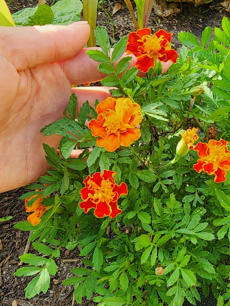 Petite Dwarf French Marigold Mix Heirloom Flower Seeds - Etsy