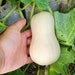 Tromboncino Rampicante Huge Italian Heirloom Zucchini Squash Vegetable ...