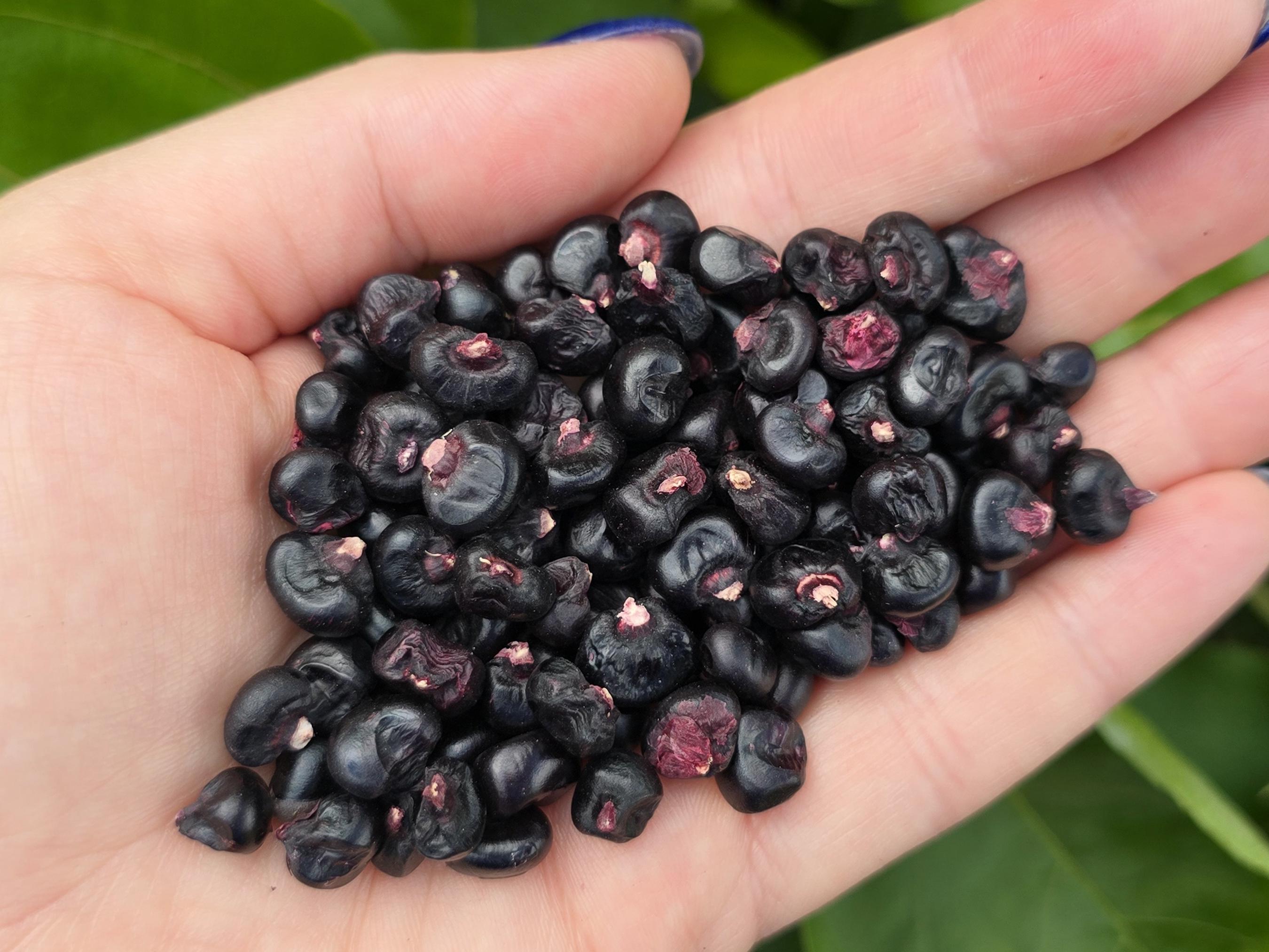 Heirloom Montana Morado Corn Seeds – Rare Purple Corn, Cold Hardy ...