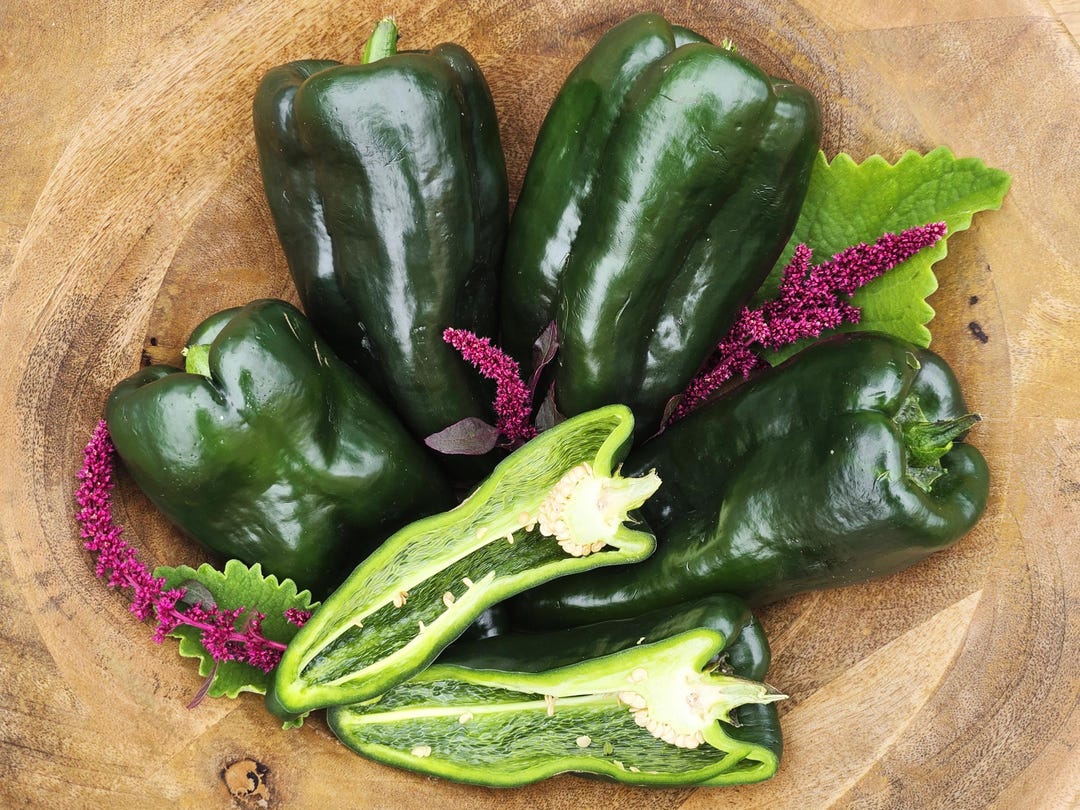 Heirloom Poblano Pepper Seeds Aka Ancho Chile – Mild, Flavorful ...