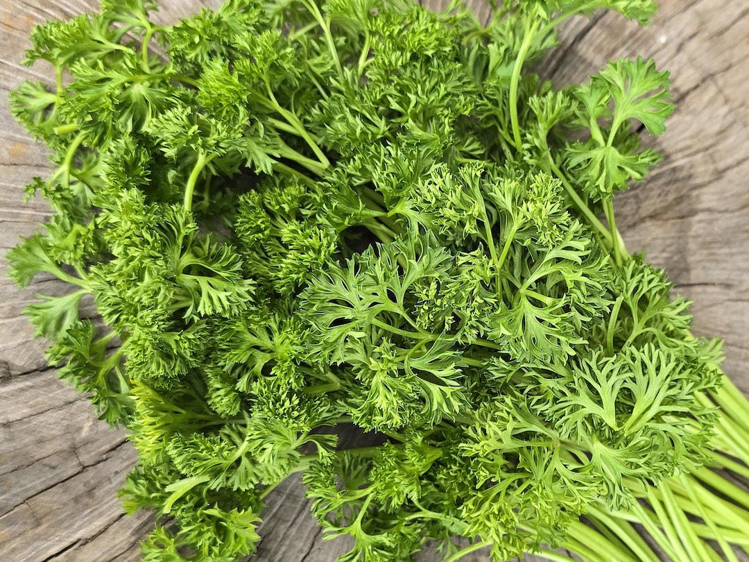Curly Leaf Parsley Heirloom Garden Seeds - Grow Fresh Herbs at Home - Etsy