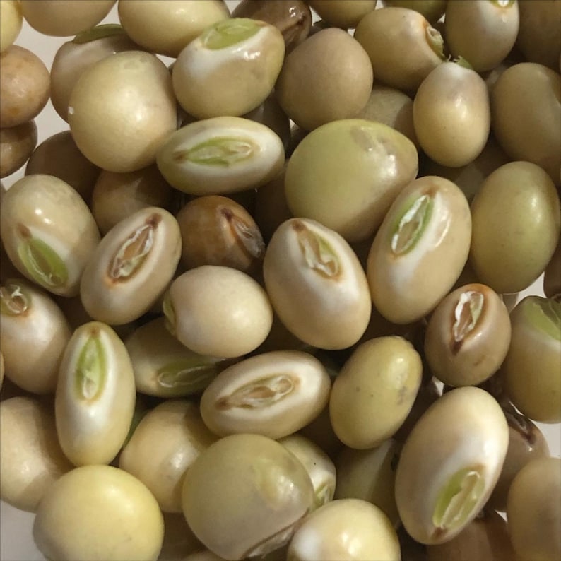 Pigeon Peas Aka Guandules Heirloom Vegetable Seeds - Etsy