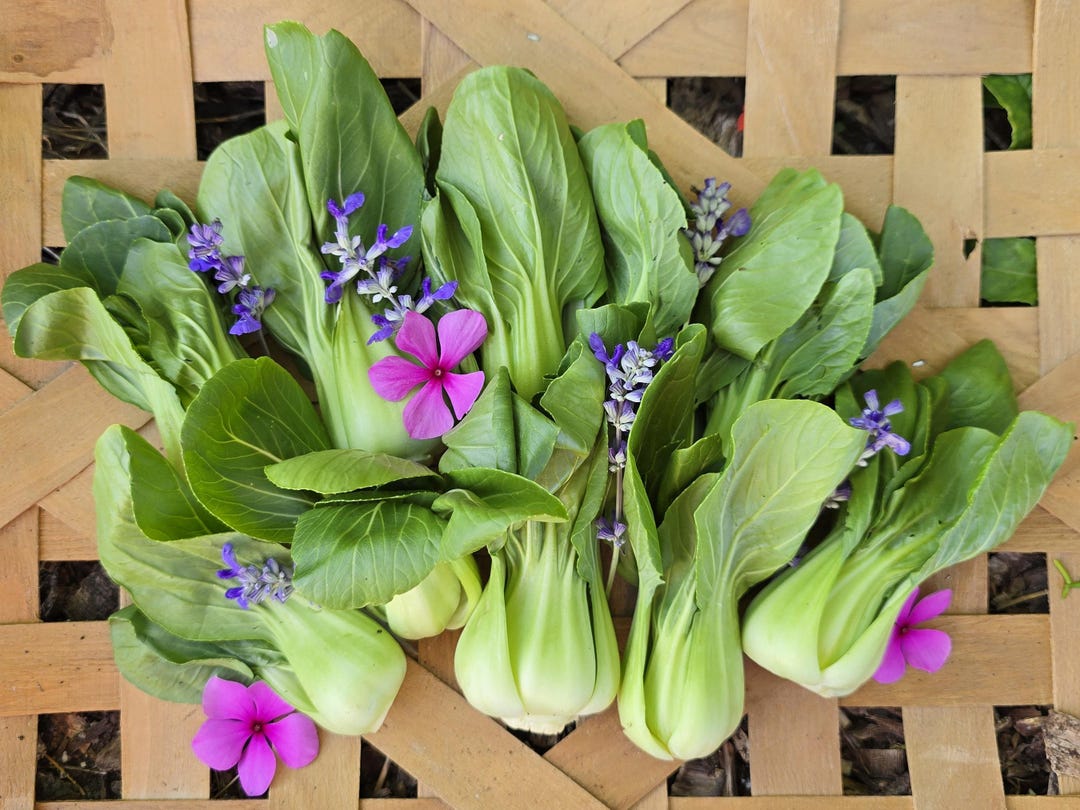 Shanghai Green Bok Choy - Heirloom Vegetable Garden Seeds - Etsy