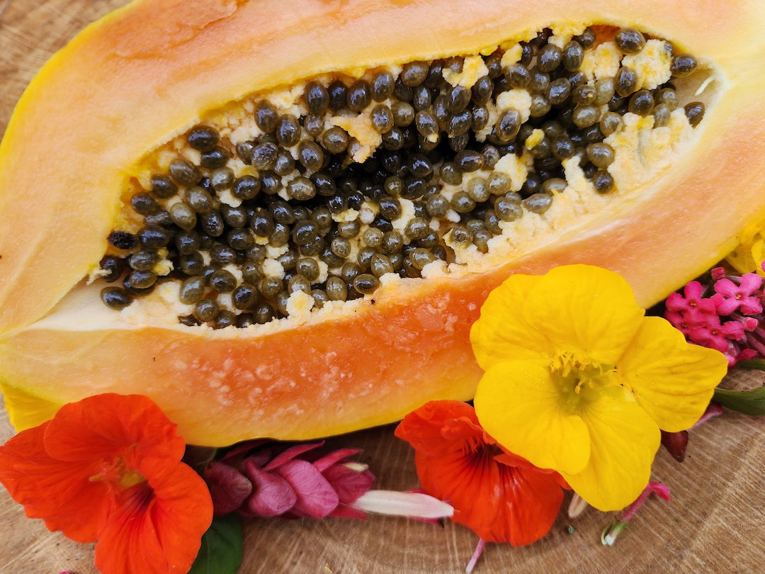 Dwarf Red Lady Papaya Self Fertile LIVE Tropical Fruit Tree Plant - Etsy