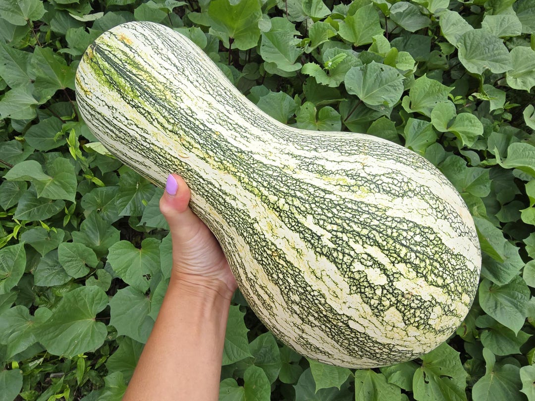 Heirloom Cushaw Squash Seeds | Green Striped Pumpkin | Sweet Baking ...