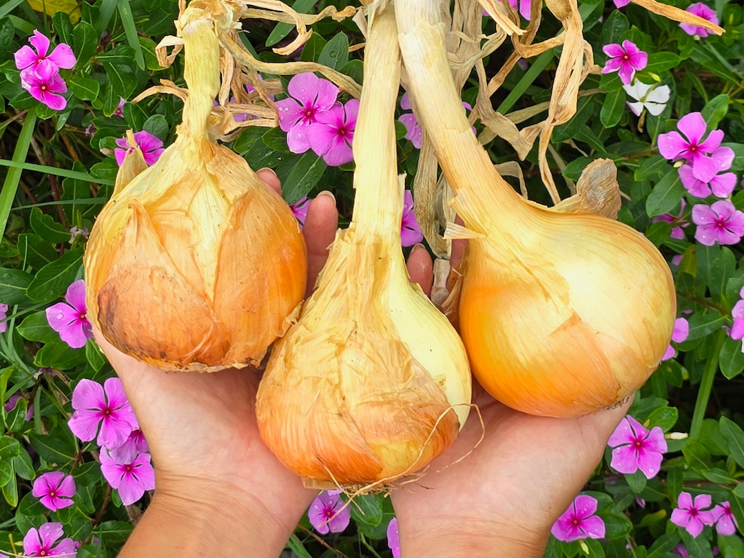Texas 1015 Sweet Short Day Onion Seeds Hybrid Yellow Sweet Onion Seeds ...
