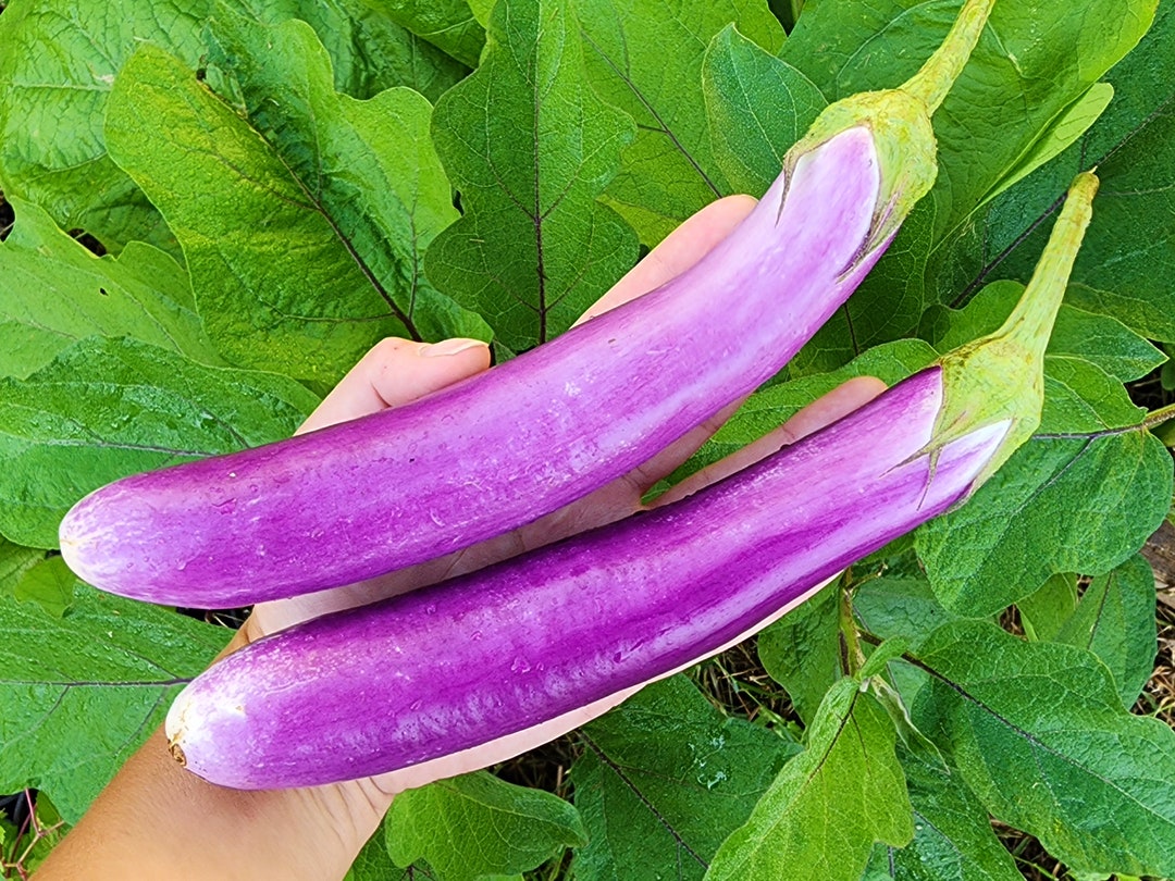 Long Ping Tung Purple Eggplant Vegetable Seeds - Etsy