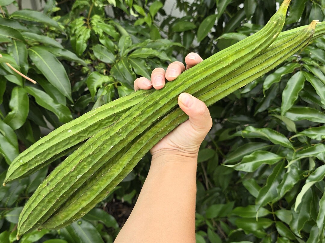 Bonanza Extra Long Angled Luffa Aka Loofah Gourd Heirloom Vegetable ...
