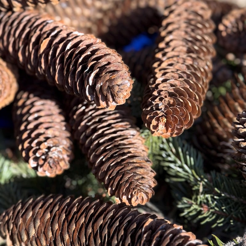 Extra Large Pine Cones - Etsy