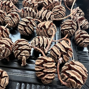 50 Petite Bald Cypress Cones, Small Pinecones, Wedding and Holiday ...