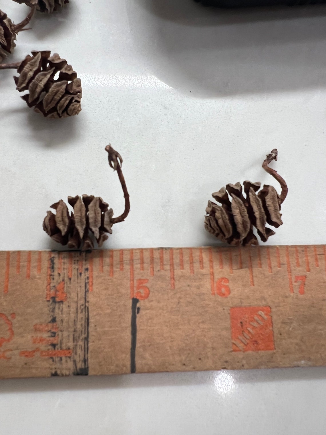 50 Petite Bald Cypress Cones, Small Pinecones, Wedding and Holiday ...