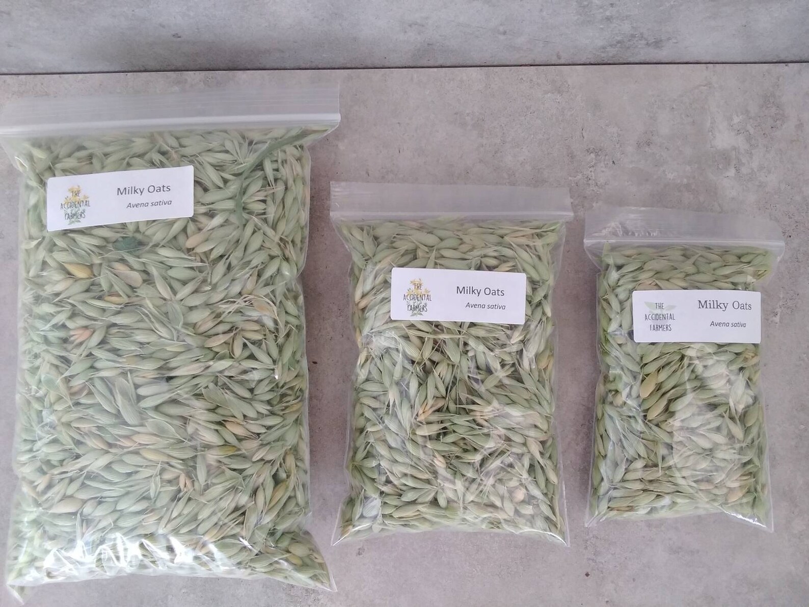 Milky Oat Tops Harvested In USA Organically Grown Whole | Etsy