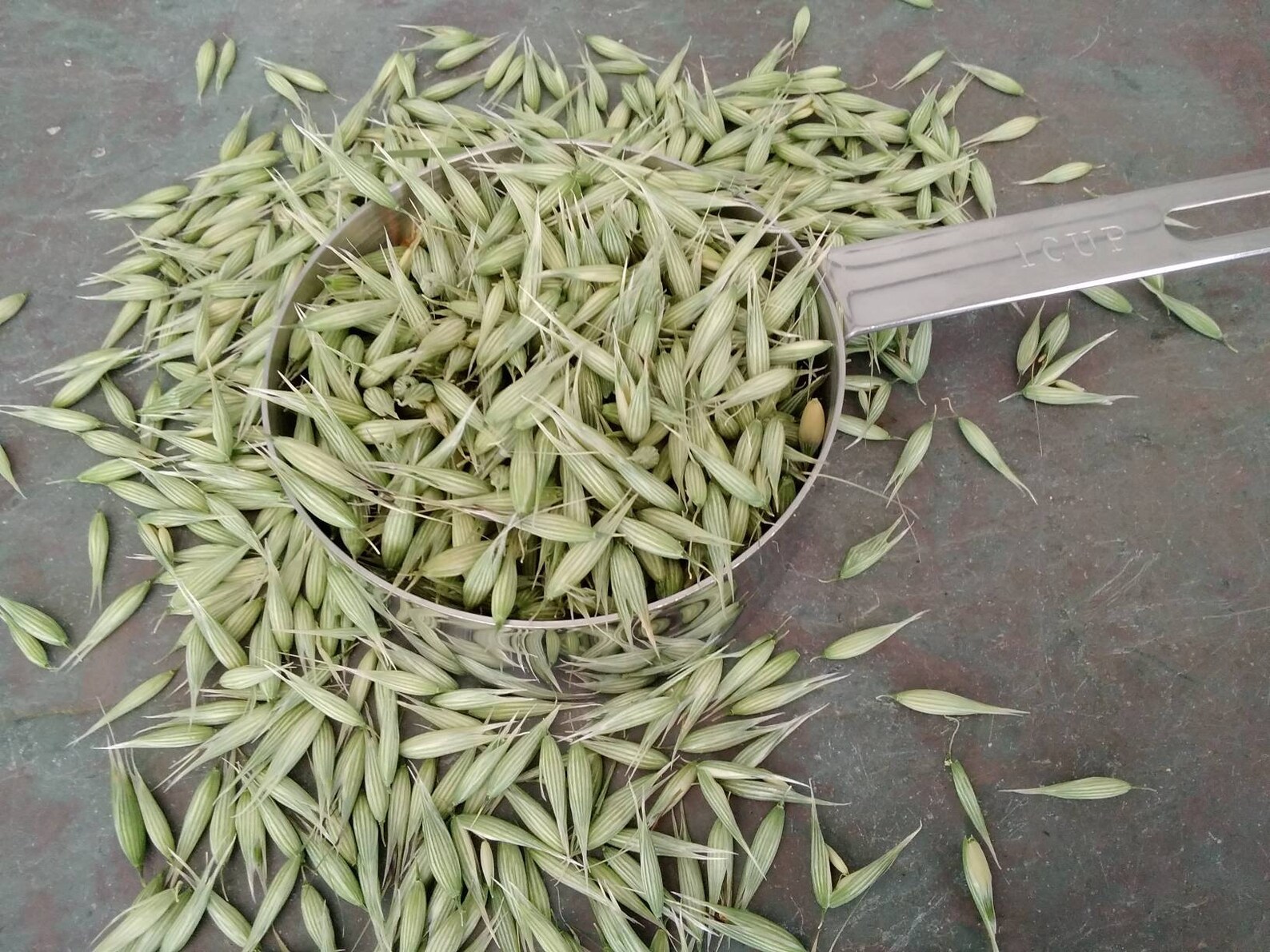 Milky Oat Tops Harvested In USA Organically Grown Whole | Etsy