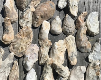 Oyster Shells Bulk - Etsy