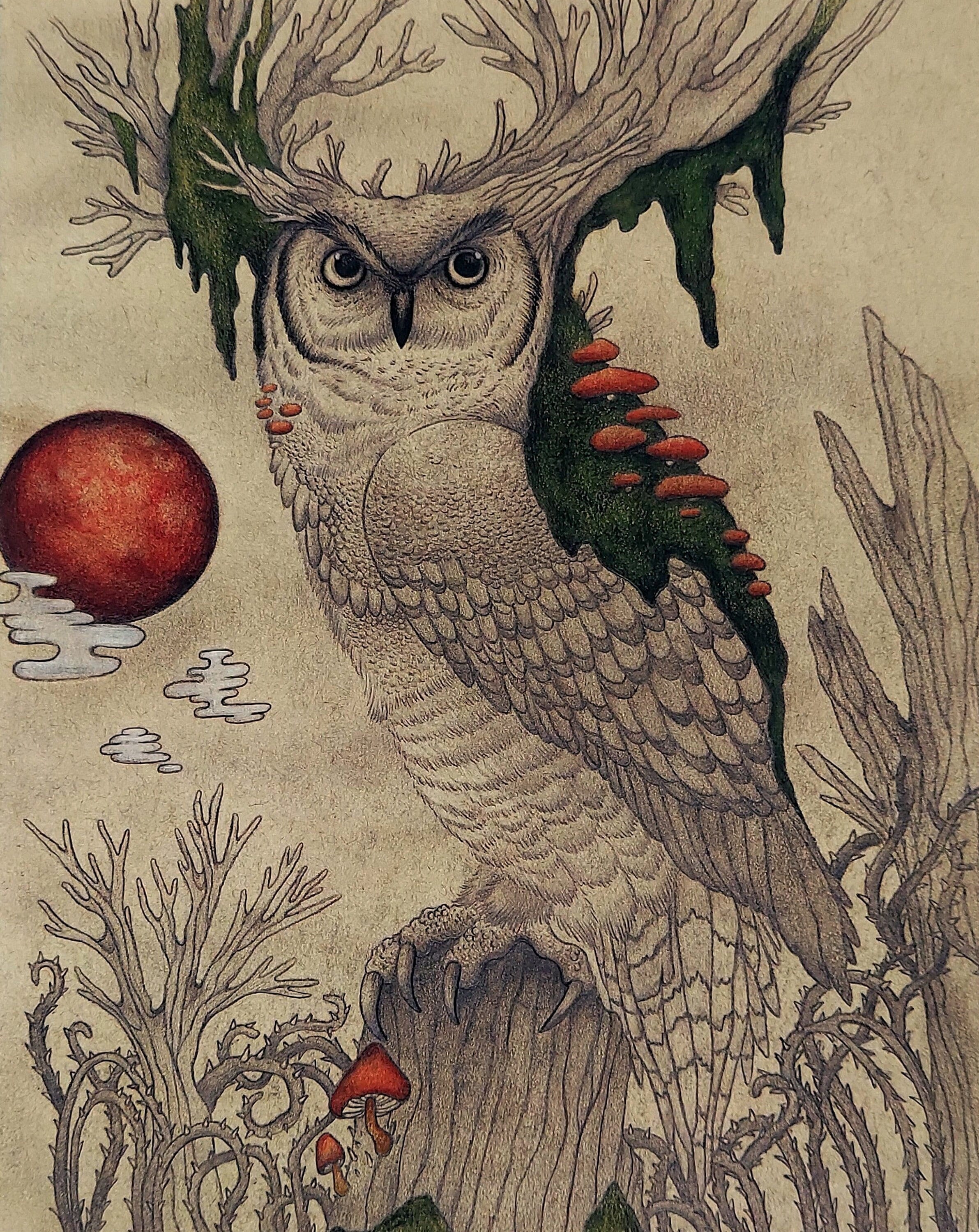Owl In Tree Drawing
