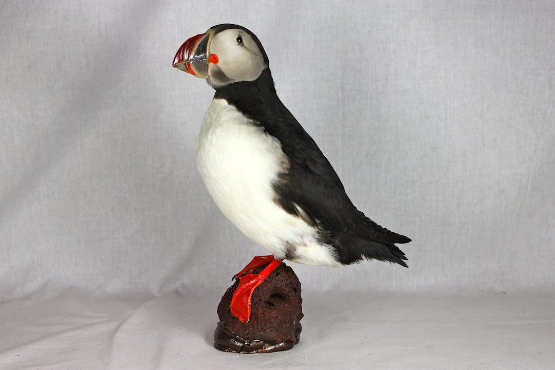 Puffin 3. Bird Taxidermy. Mounted Bird. Iceland - Etsy