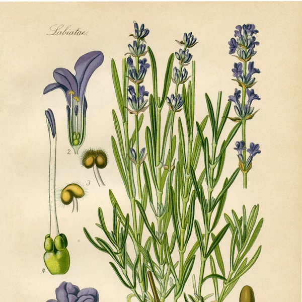 Lavender Botanical - Etsy