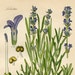 Lavender Botanical Drawing, Lavender Drawing, Botanical Drawing ...