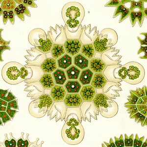 Algae Drawing, Green Algae, Green Drawing, Haeckel Drawing, Algae Green ...