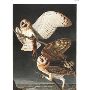 Barn Owl, James Audubon, Barn Owl Print, Barn Owl Wall Hanging, James ...