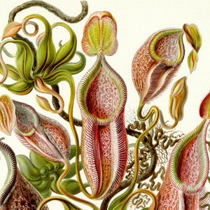 Pitcher Plant, Botanical Illustration, Plant Pitcher, Pitcher Plant ...