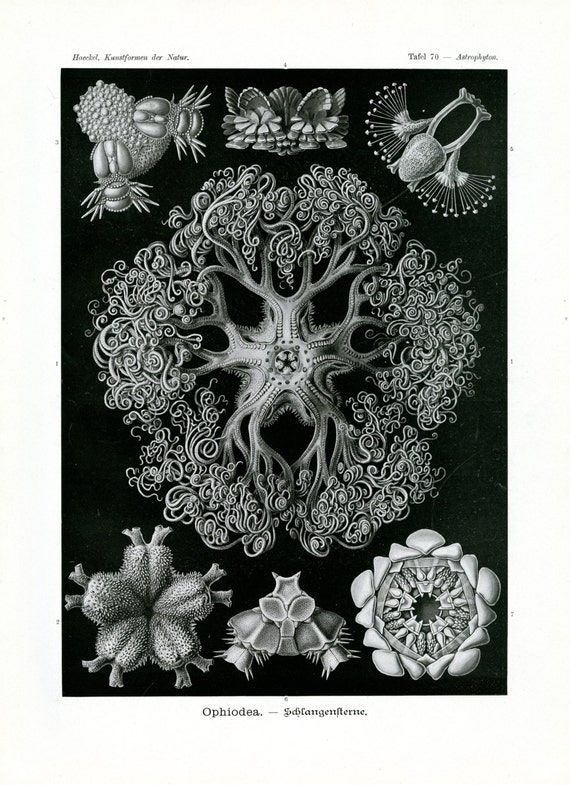 Basket Star Drawing