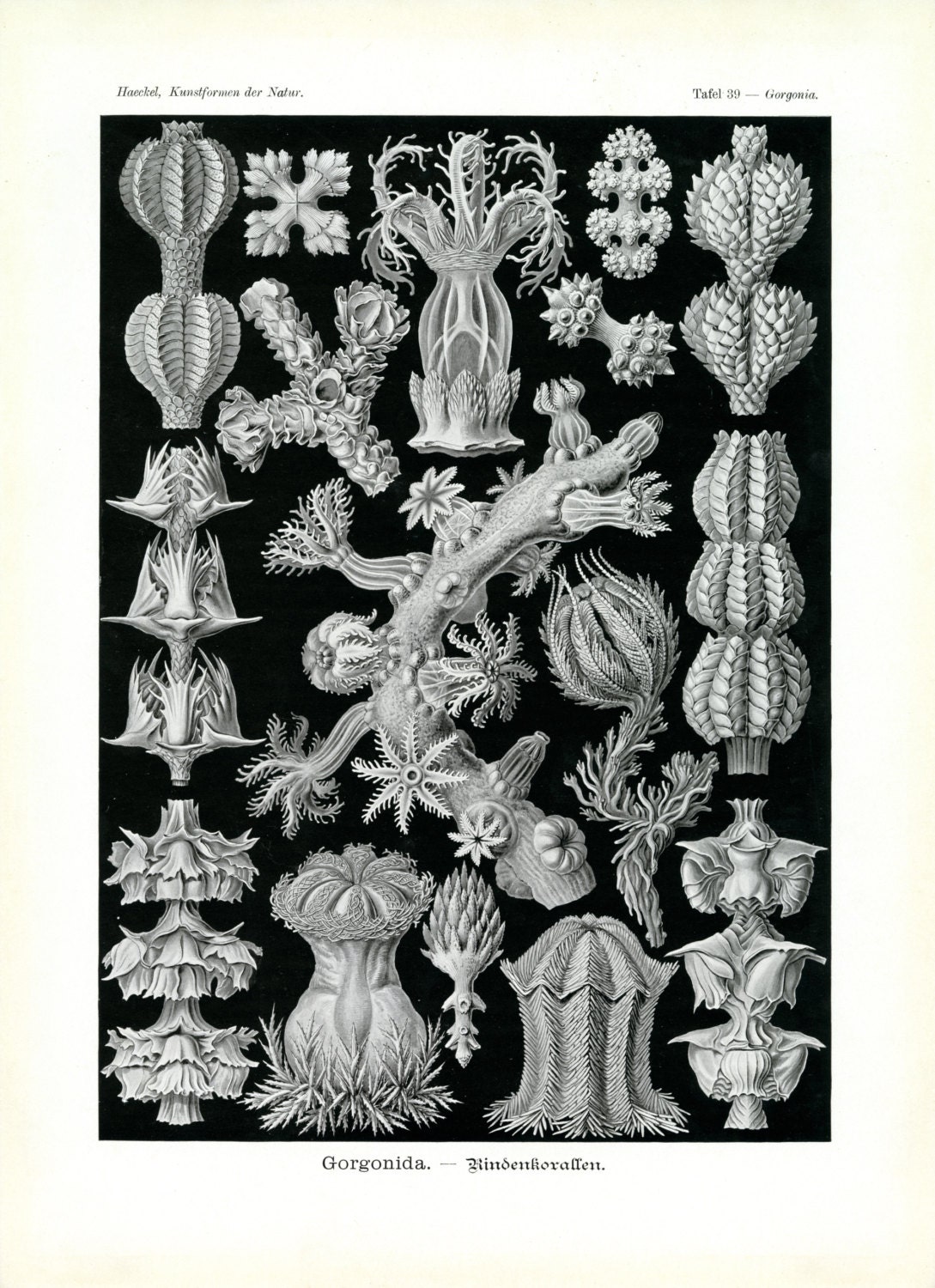 Coral Drawing, Science Drawing, Coral Sea, Sea Drawing, Drawing Coral ...