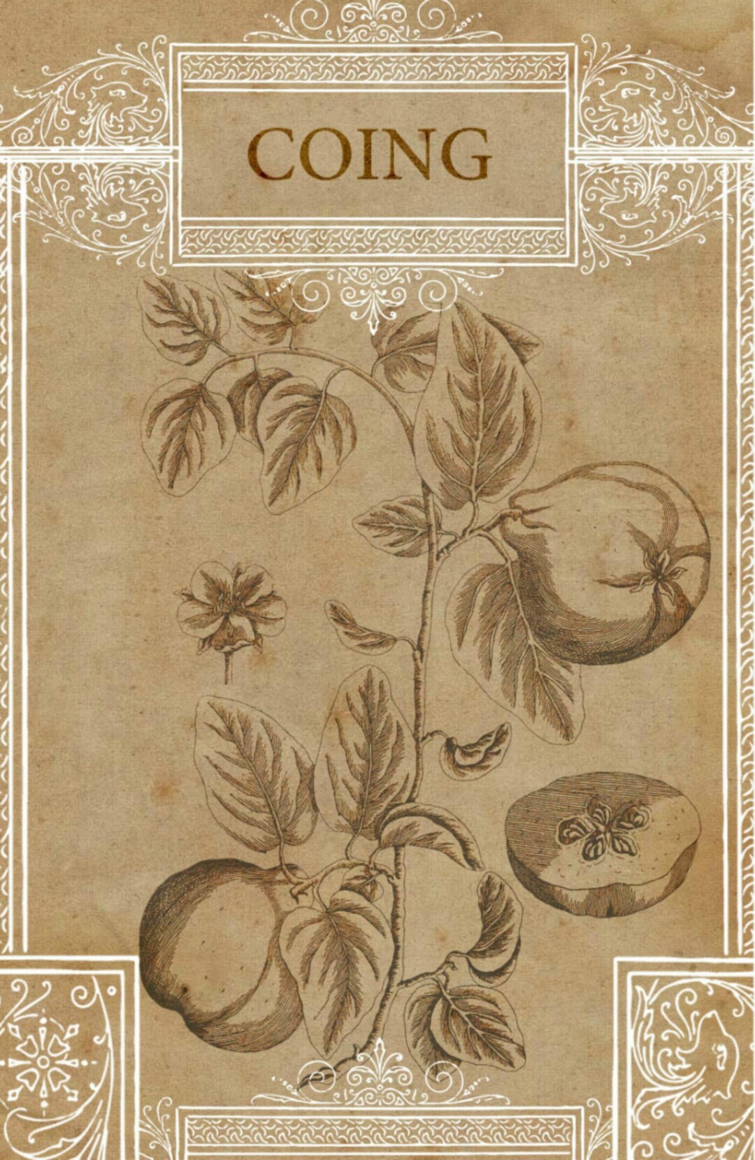 Quince French, Quince Vintage, Botanical Art, Quince Art, Vintage ...