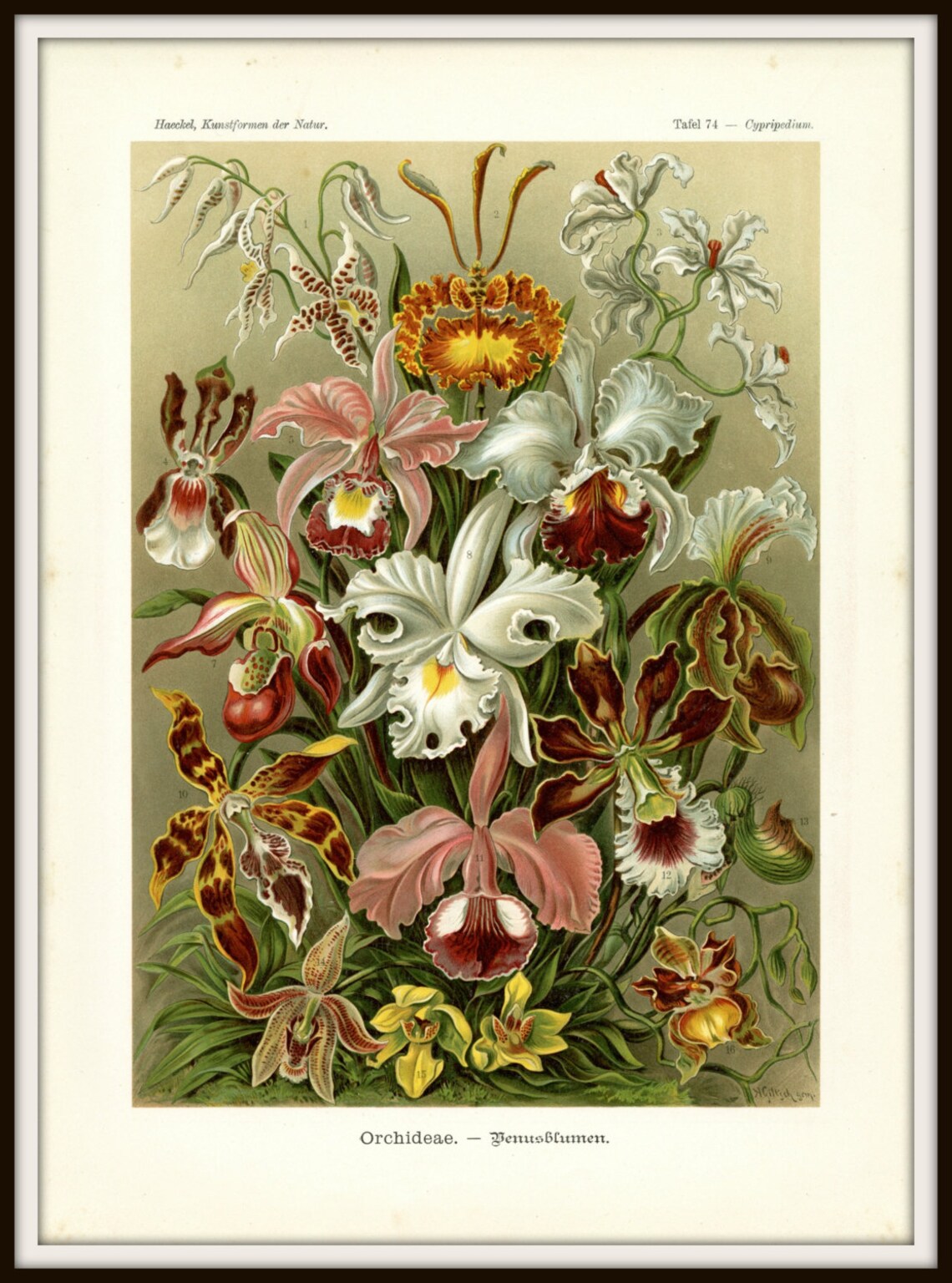 Orchid Flower, Art Forms, Forms Art, Flower Forms, Flower Orchid ...