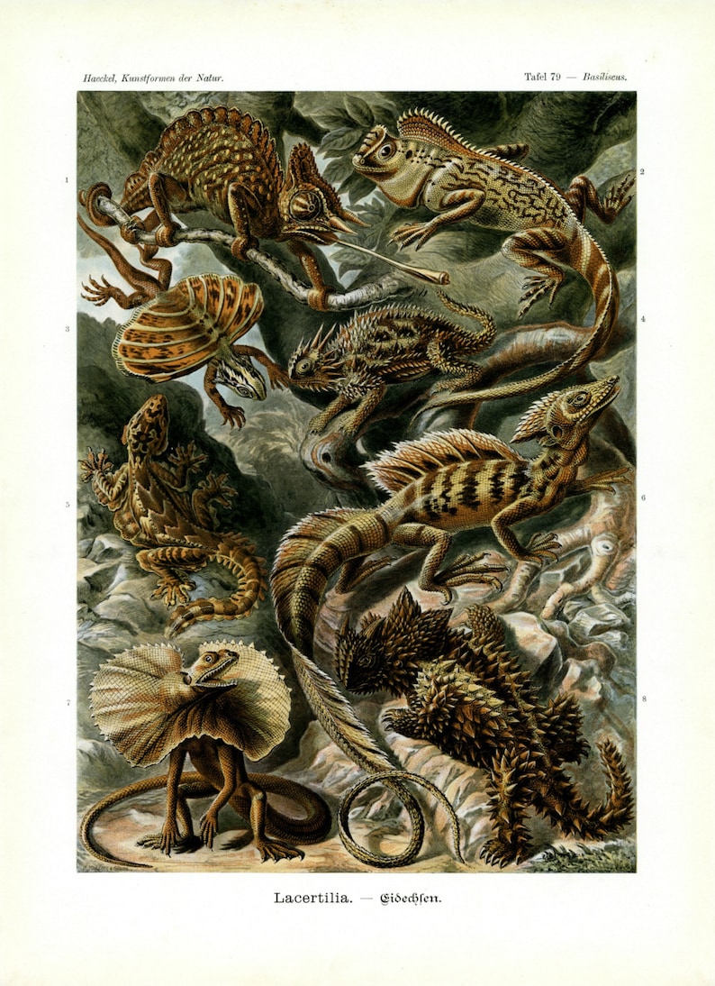 Scientific Art Art Scientific Lizards Reptiles Lizards Art - Etsy