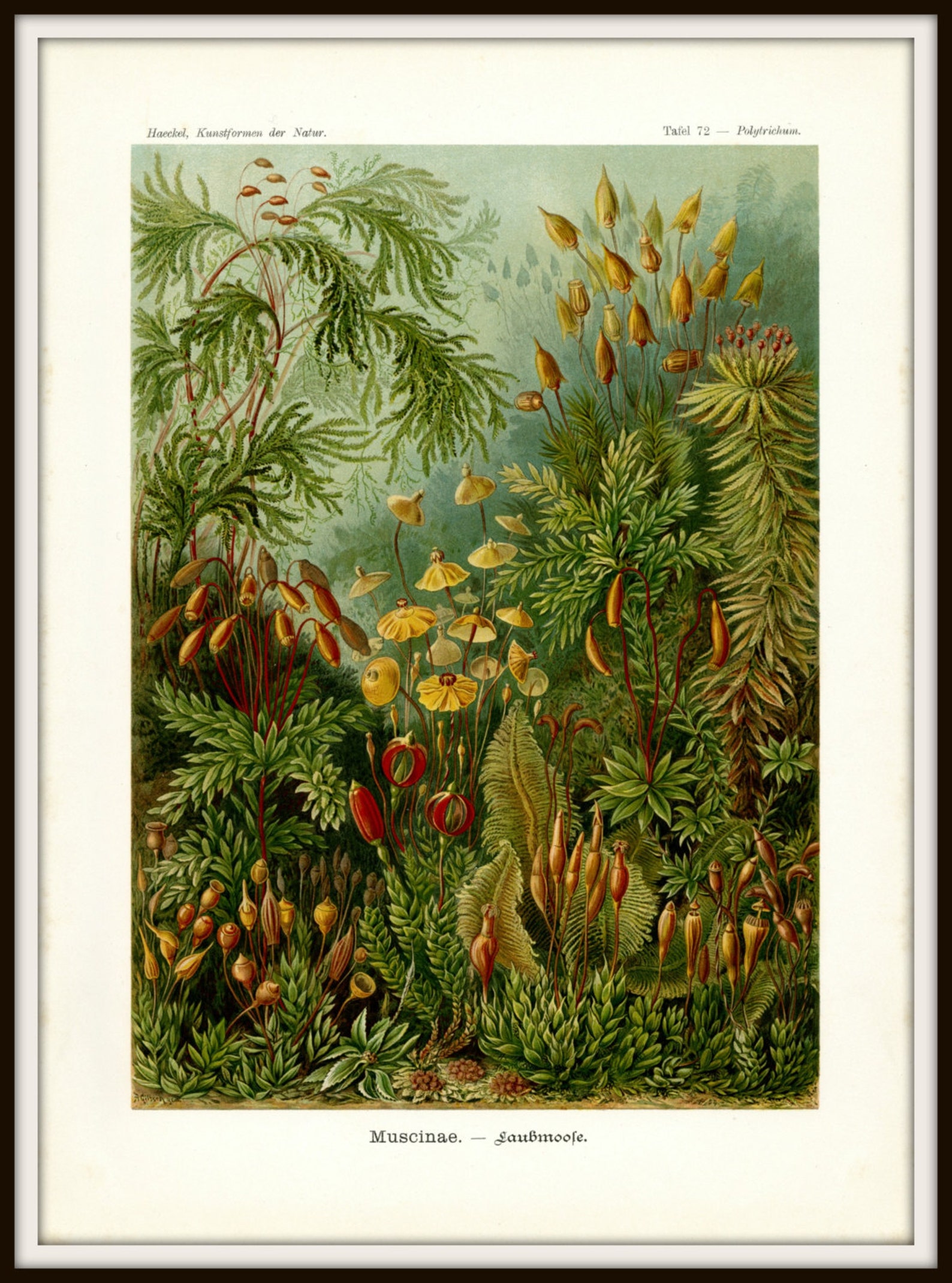 Botanical Print, Moss Print, Moss Forest, Forest Moss, Forest Print ...