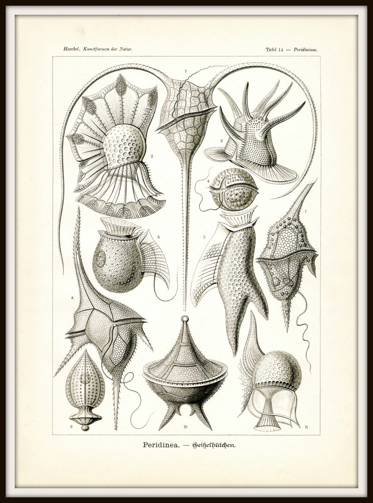 Plankton Drawing Marine Science Marine Plankton Drawing | Etsy