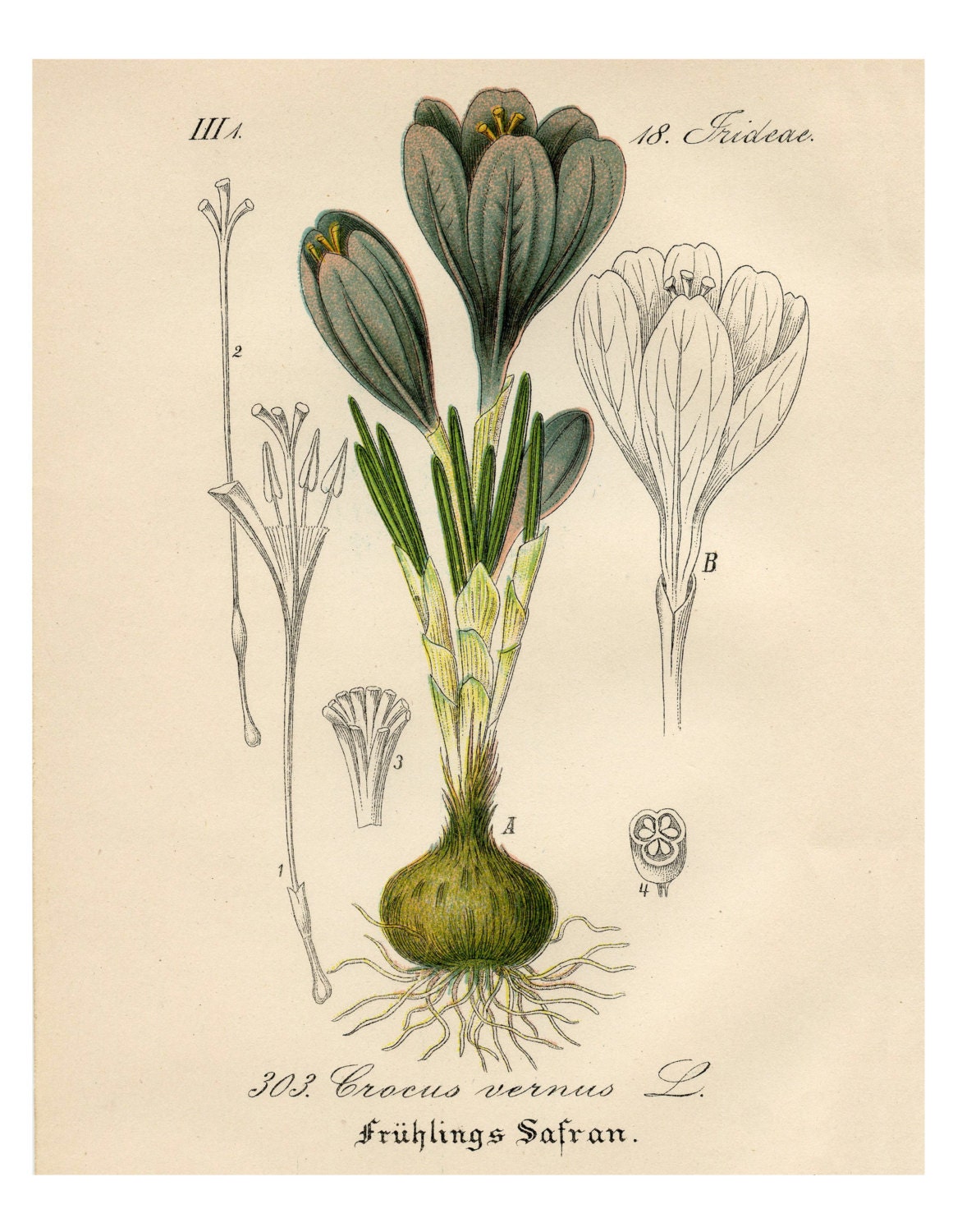 Purple Crocus, Botanical Illustration, Crocus Botanical, Crocus Purple ...