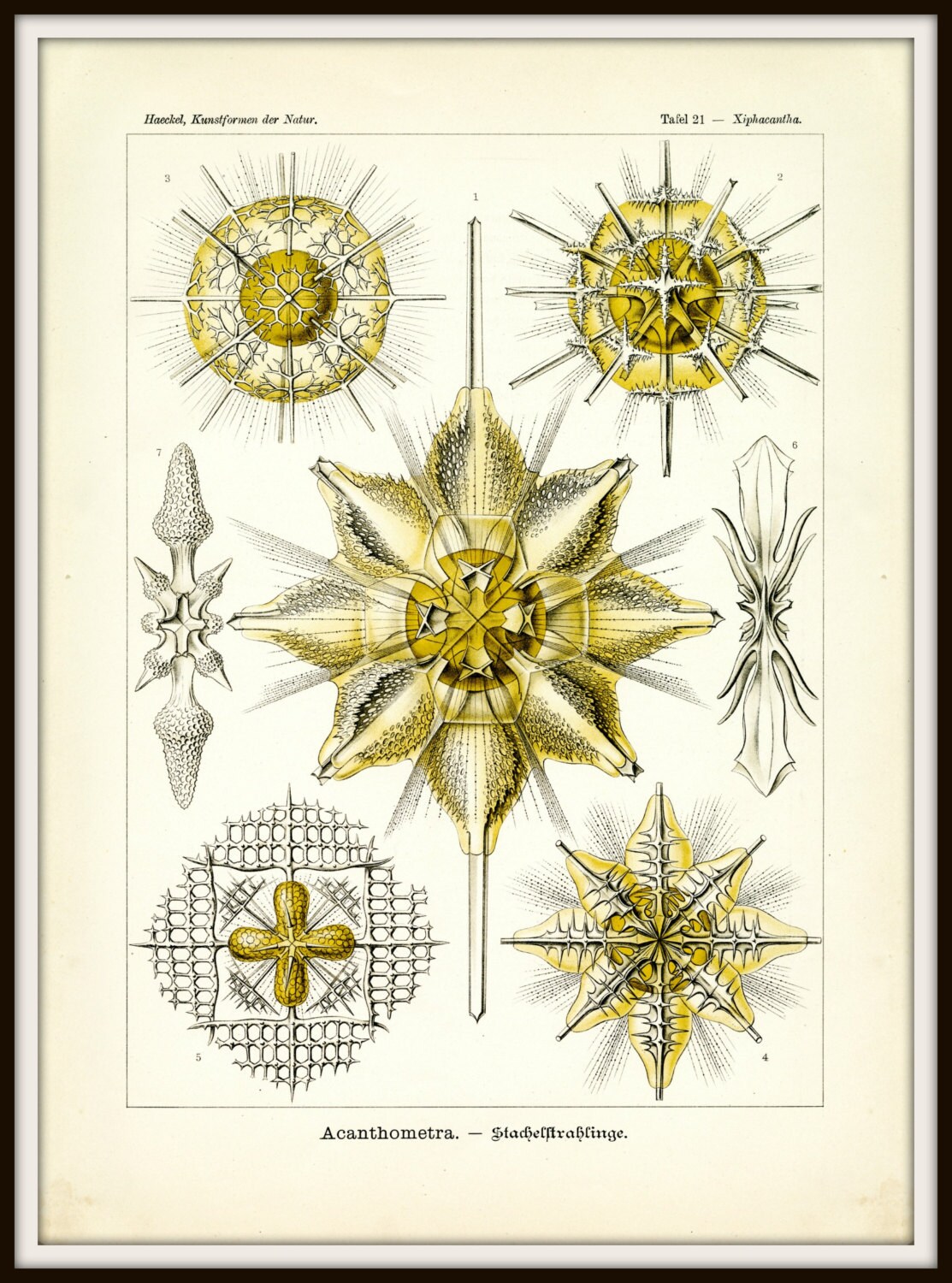 Nature Forms, Microscopic Art, Microscopic Forms, Art Forms ...