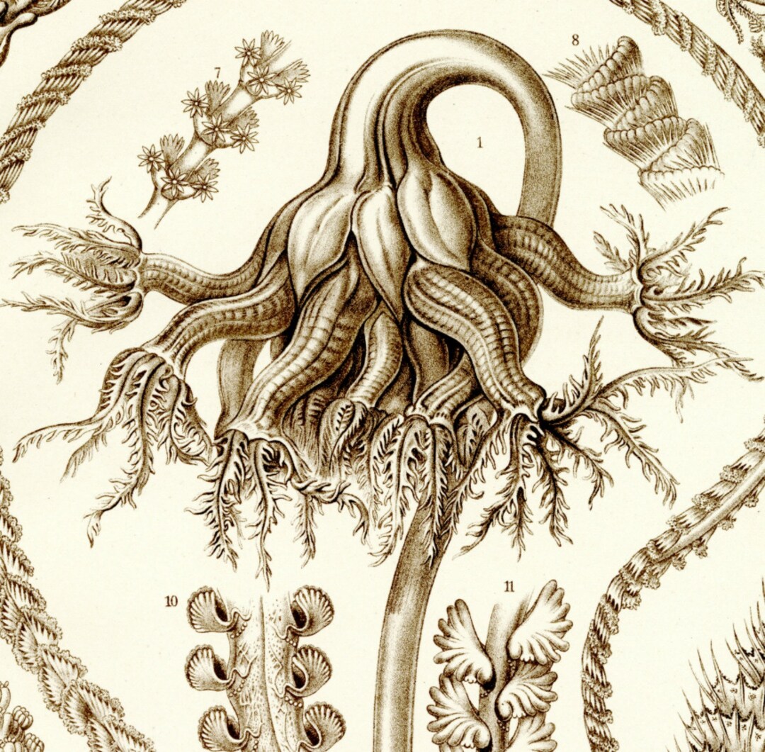 Sea Pens, Science Drawing, Sea Drawing, Science Pens, Pens Drawing ...