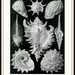 Sea Shells, Scientific Illustration, Sea Illustration, Sea Shells ...