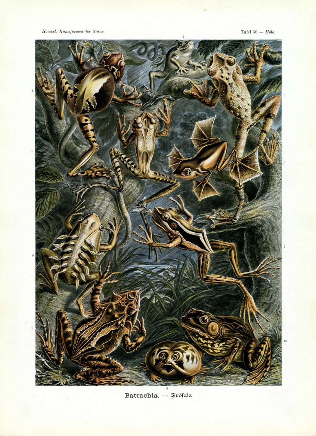 Science Poster Frogs Poster Frogs Science Frogs - Etsy España