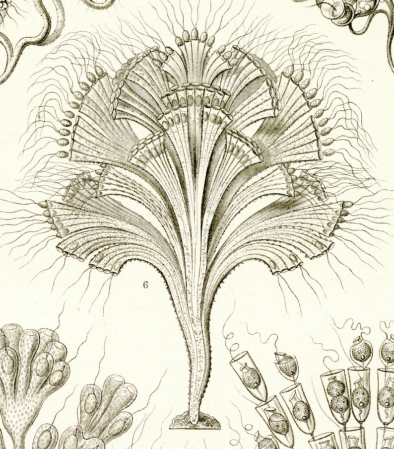 Brown Algae Microscopic Algae Algae Microscopic Microscopic | Etsy