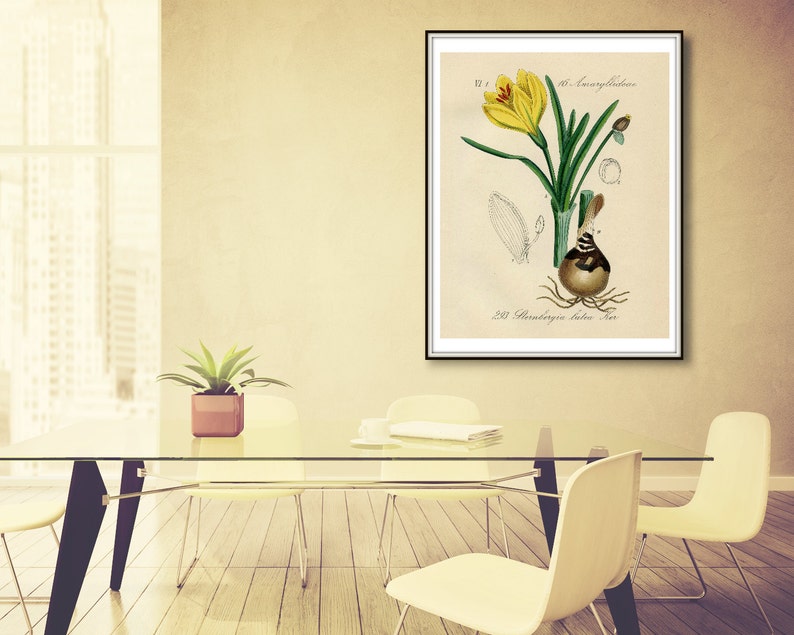 Yellow Crocus Botanical Illustration Crocus Yellow Yellow - Etsy