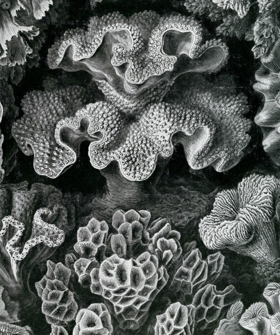 Coral Scientific Illustration