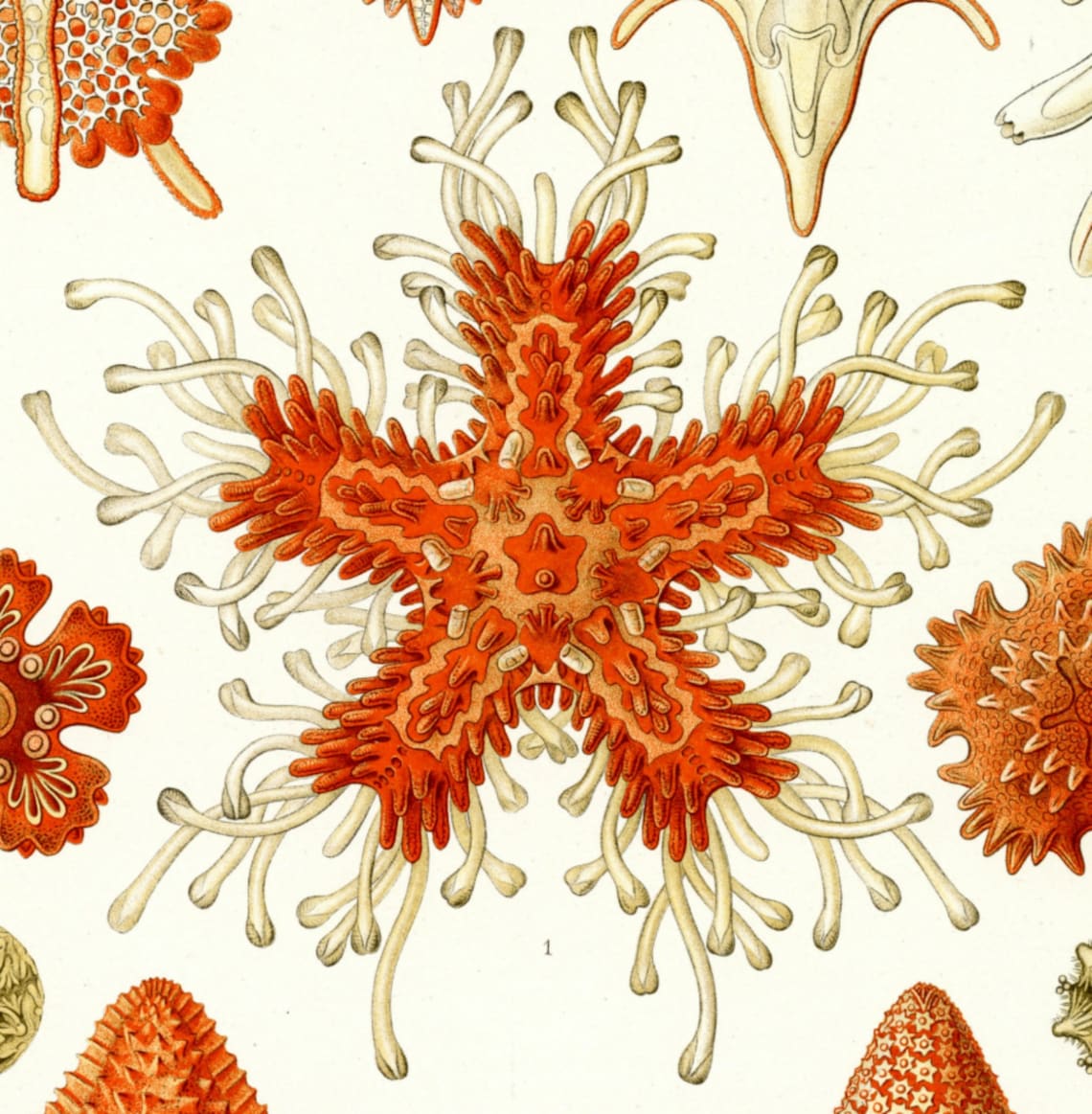 Ernst Haeckel Starfish Drawing Drawing Starfish Ernst - Etsy