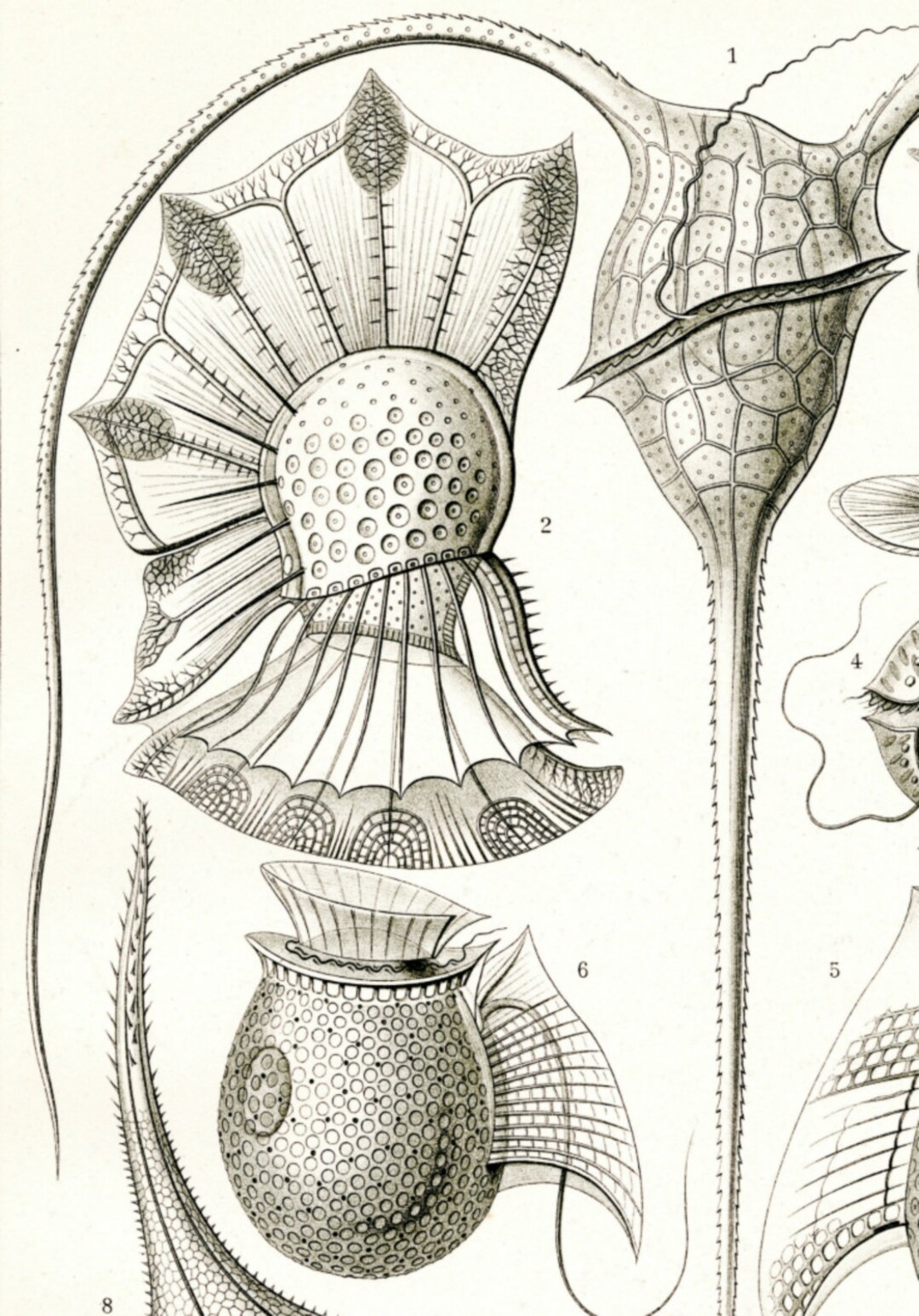 Plankton Drawing, Marine Science, Marine Plankton, Drawing Plankton ...