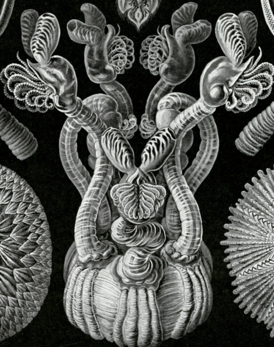 Sea Life, Sea Barnacles, Barnacles Drawing, Sea Drawing, Sea Life ...