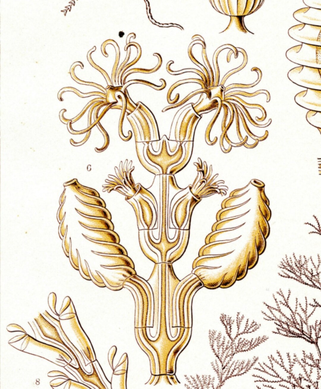 Neptune Plant Plant Scientific Neptune Scientific Plant - Etsy UK